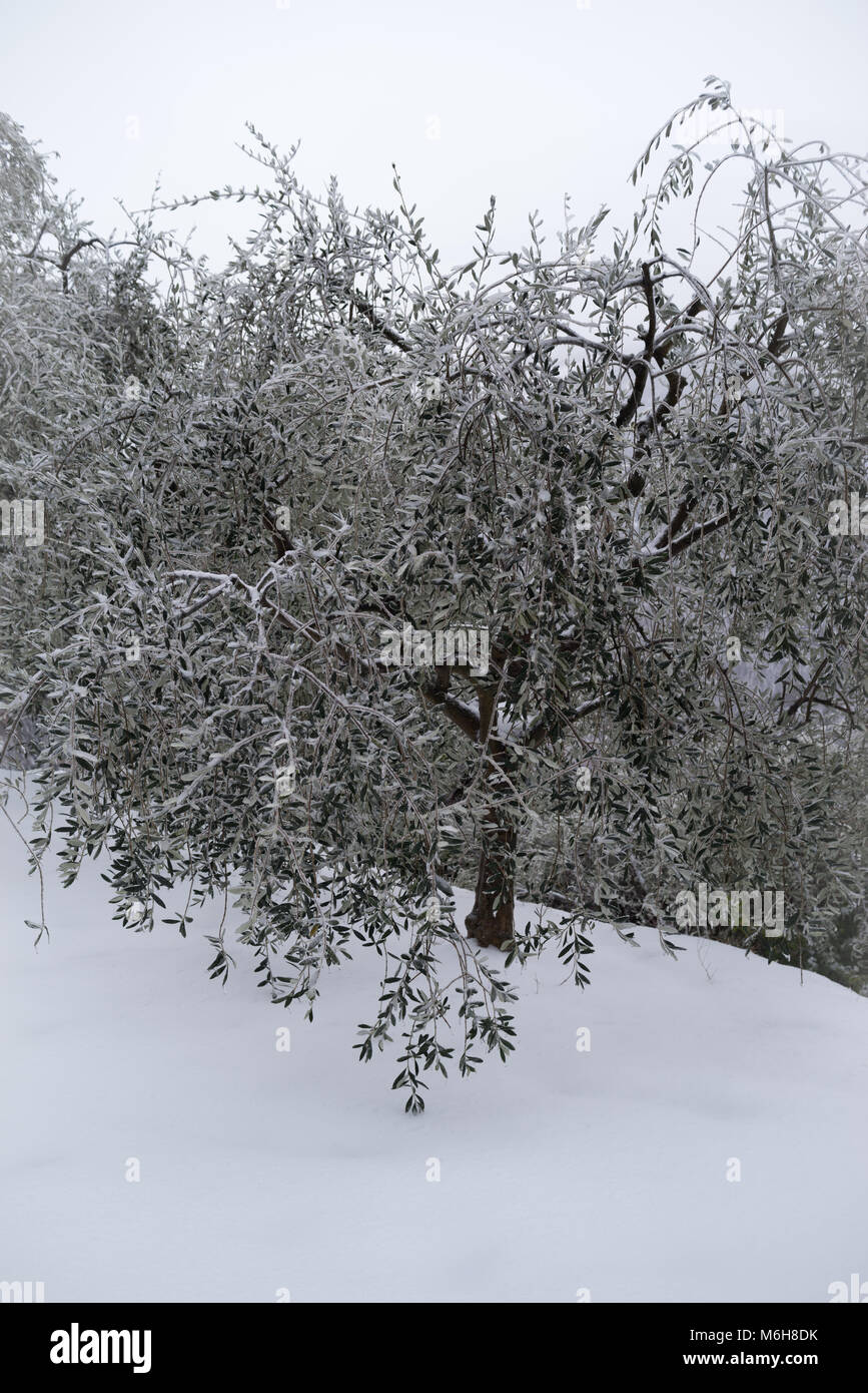 Snow covered olive trees in Province of Imperia, Italy Stock Photo - Alamy