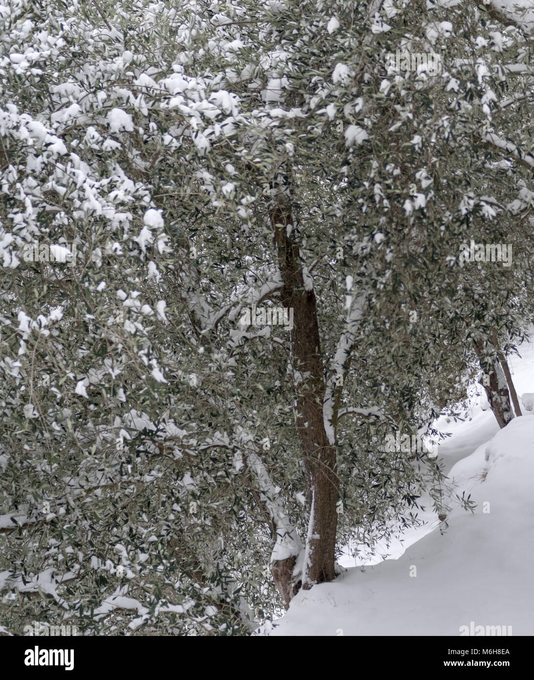 Snow covered olive tree in Province of Imperia, Italy Stock Photo - Alamy