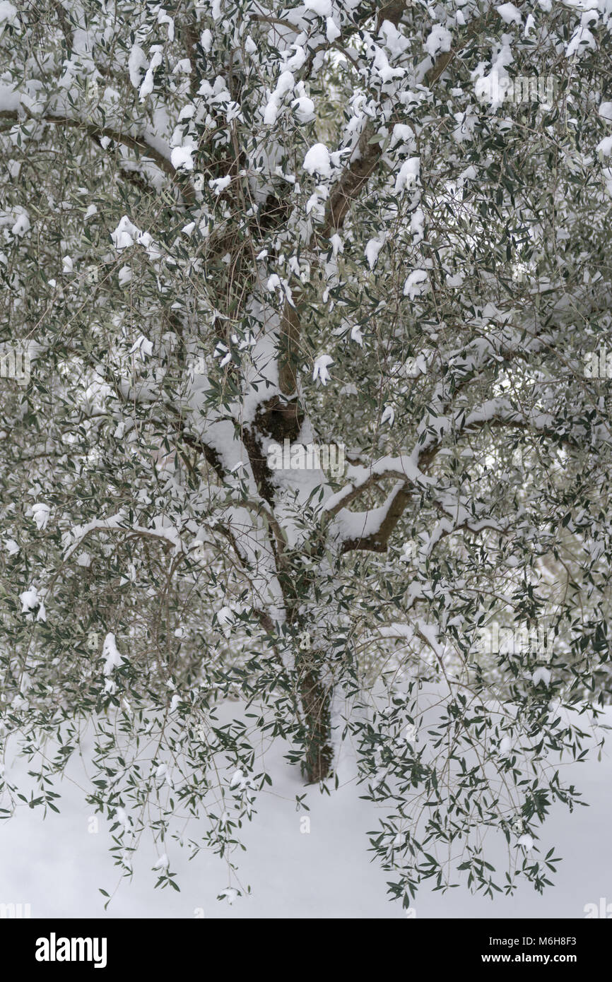 Snow covered olive trees in Province of Imperia, Italy Stock Photo - Alamy