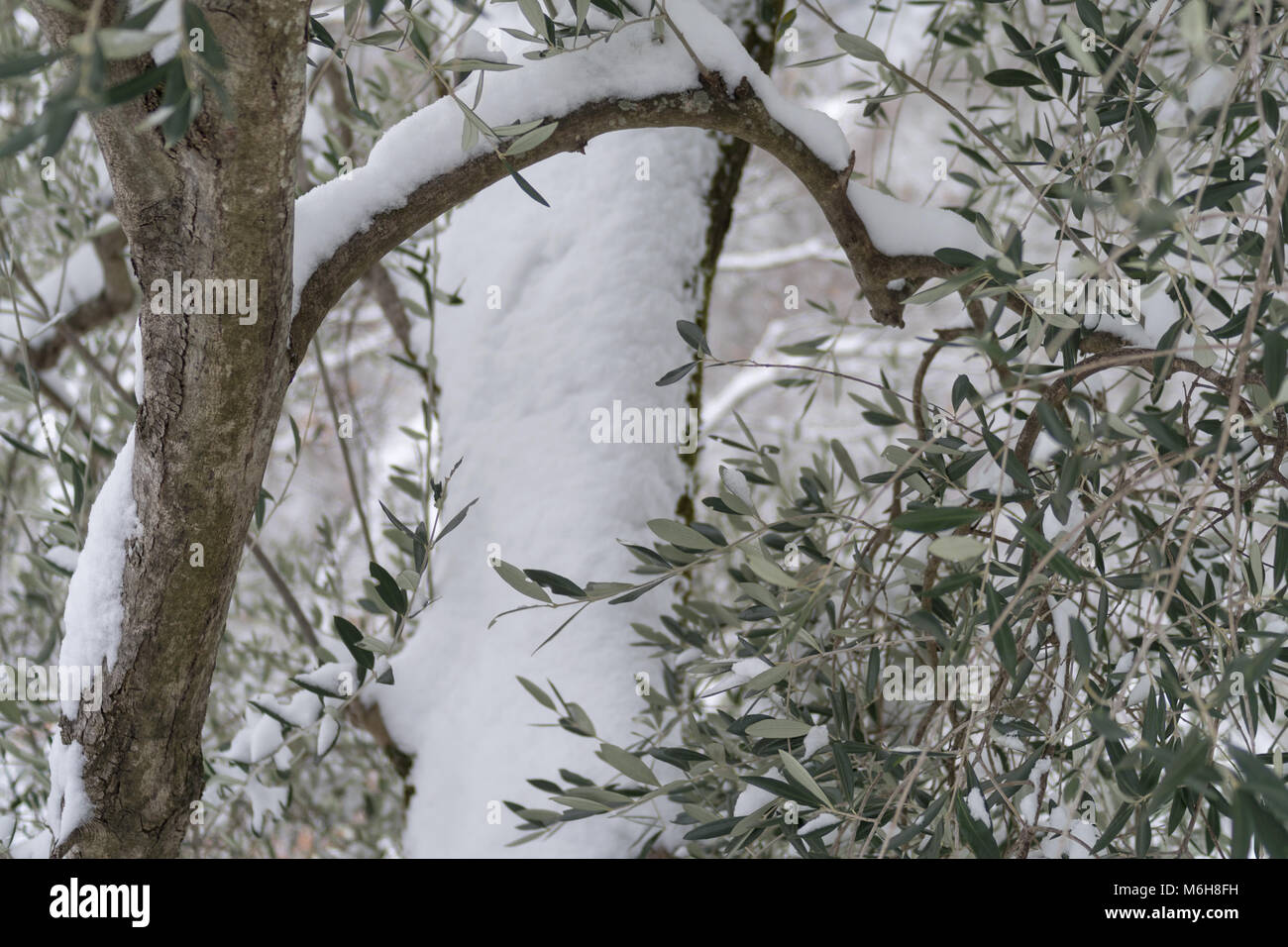 Olive tree in the snow hi-res stock photography and images - Alamy