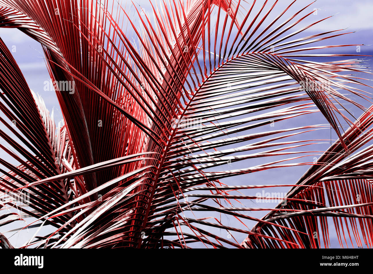 Beautiful palm tree in color infrared Stock Photo - Alamy