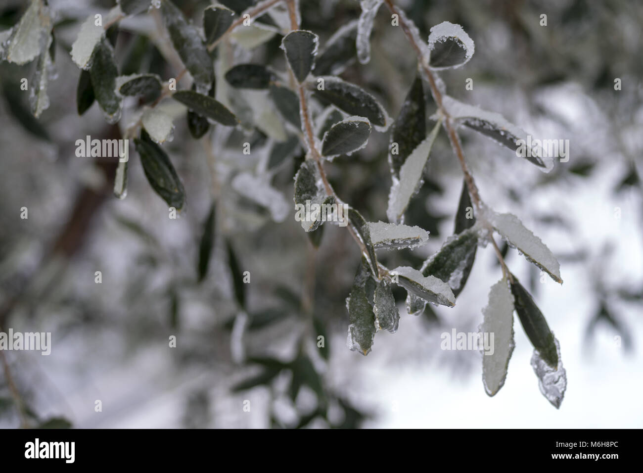 Olive branches covered in ice after the freezing rain Stock Photo - Alamy
