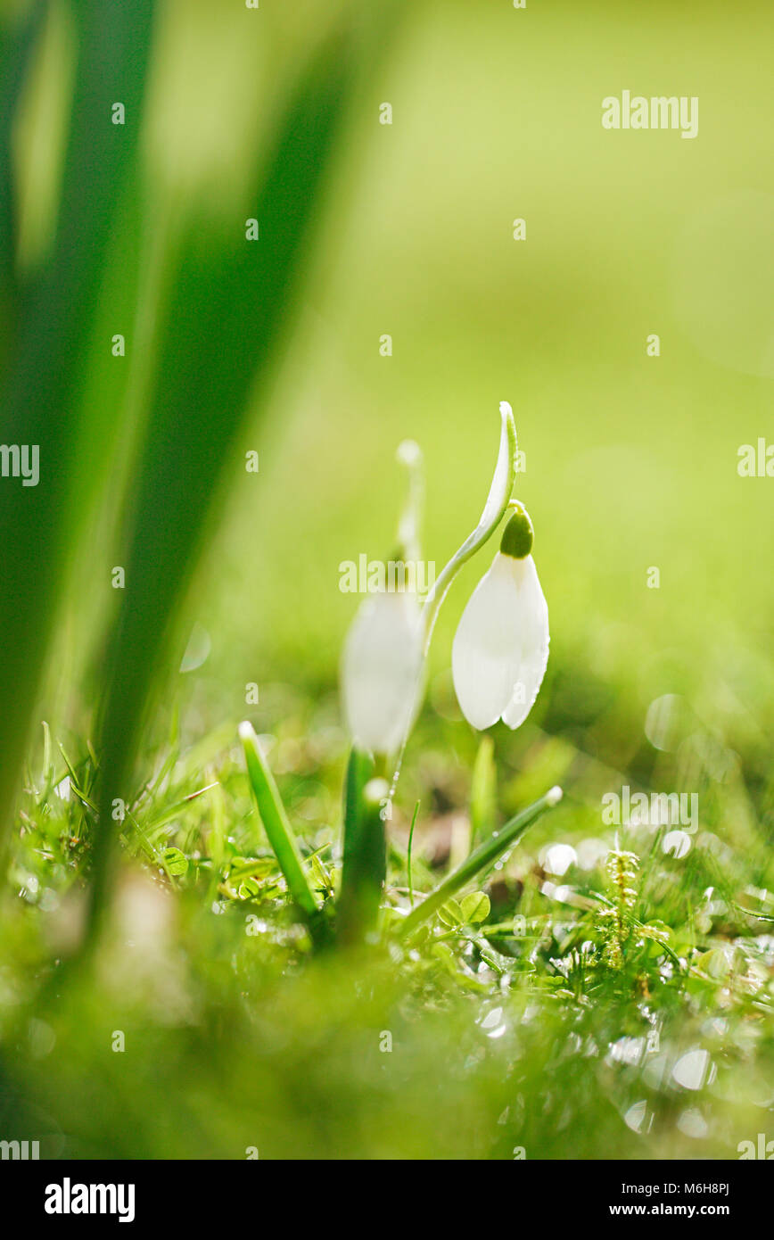 Snowdrops flower is one of the spring symbols with glittering grass ...