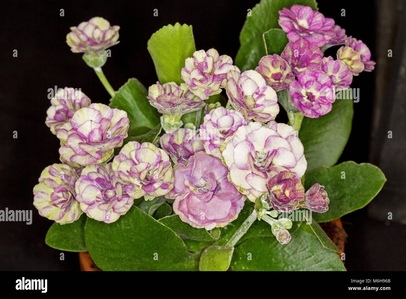 Primula auricula 'Forest Lawn' Stock Photo - Alamy