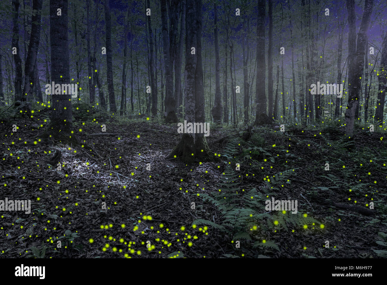 Beautiful nighttime forest scene with moonlight and fire flies in ...