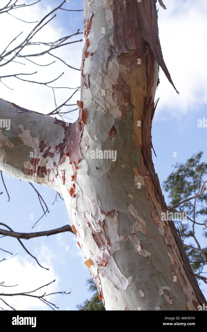 Indigenous tree zimbabwe hi-res stock photography and images - Alamy