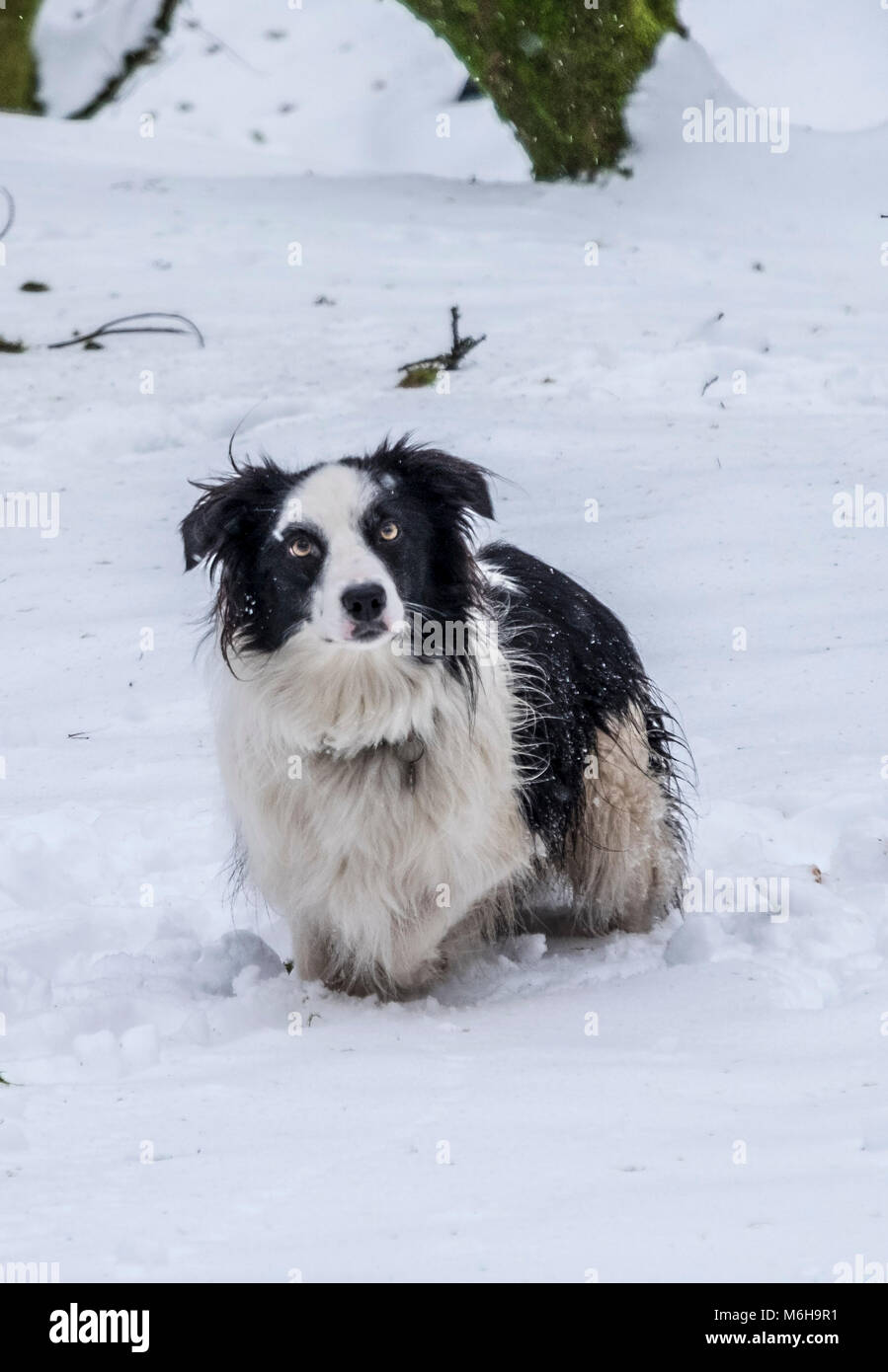 Border Collie playing in the snow Stock Photo - Alamy