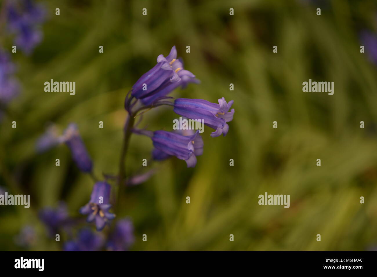 Woodland blue bells hi-res stock photography and images - Alamy