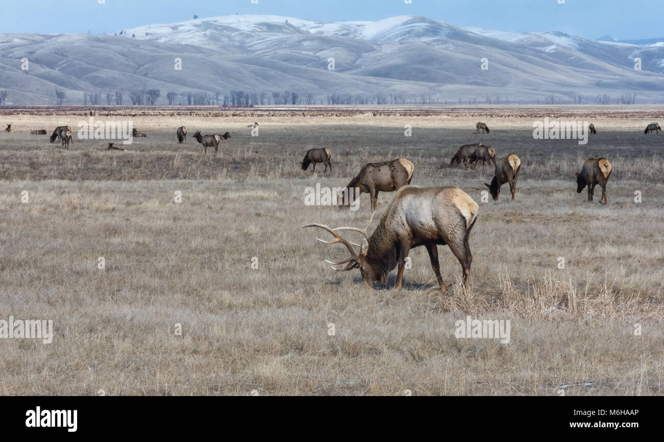 A bull elk eats what little forage is left after a long winter among a ...