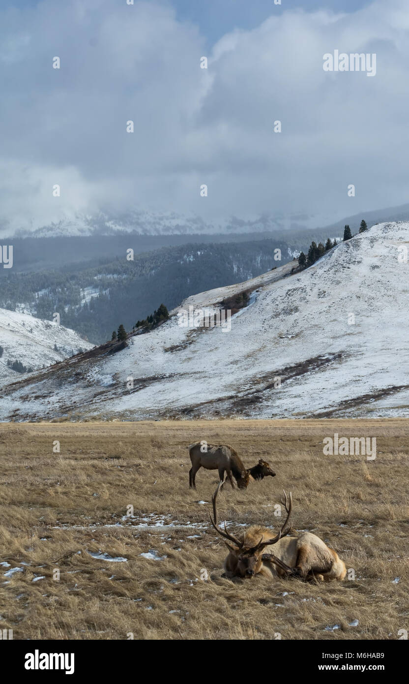 A bull scratches a itch while resting in a winter meadow Stock Photo ...