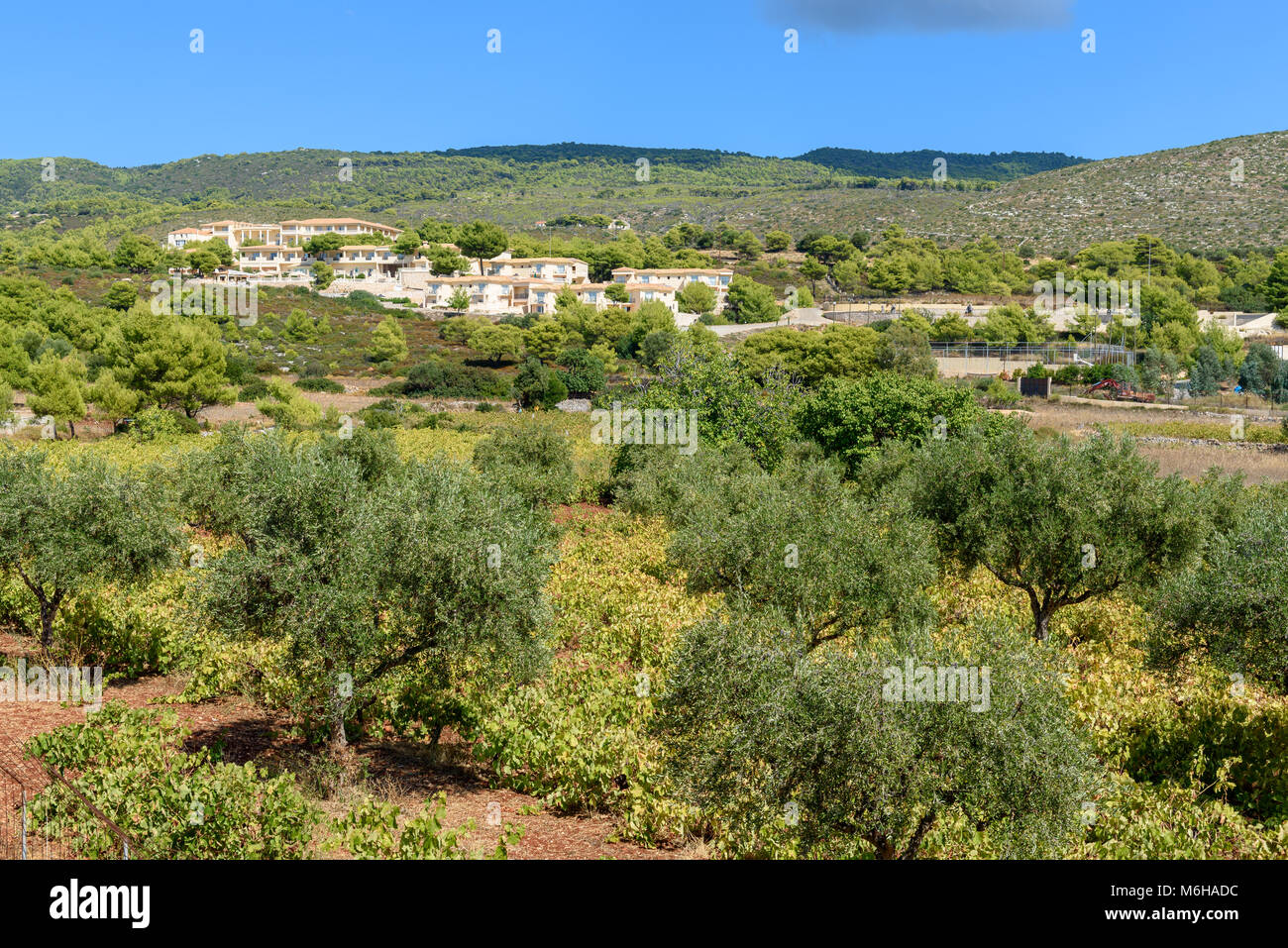 View of beautiful Zakynthos island. Rural landscape, olive trees and ...