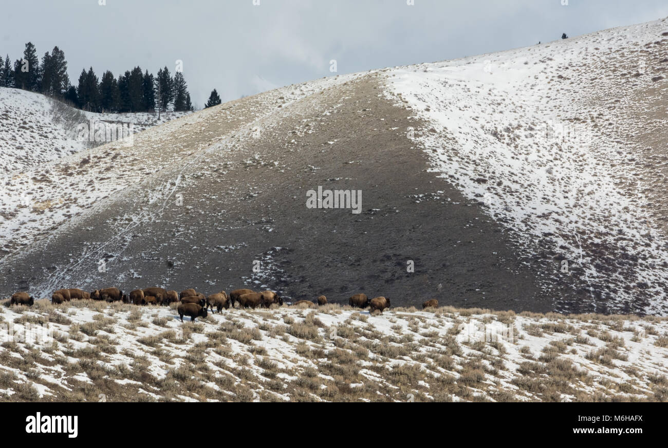 Bison bison herd walking hi-res stock photography and images - Alamy