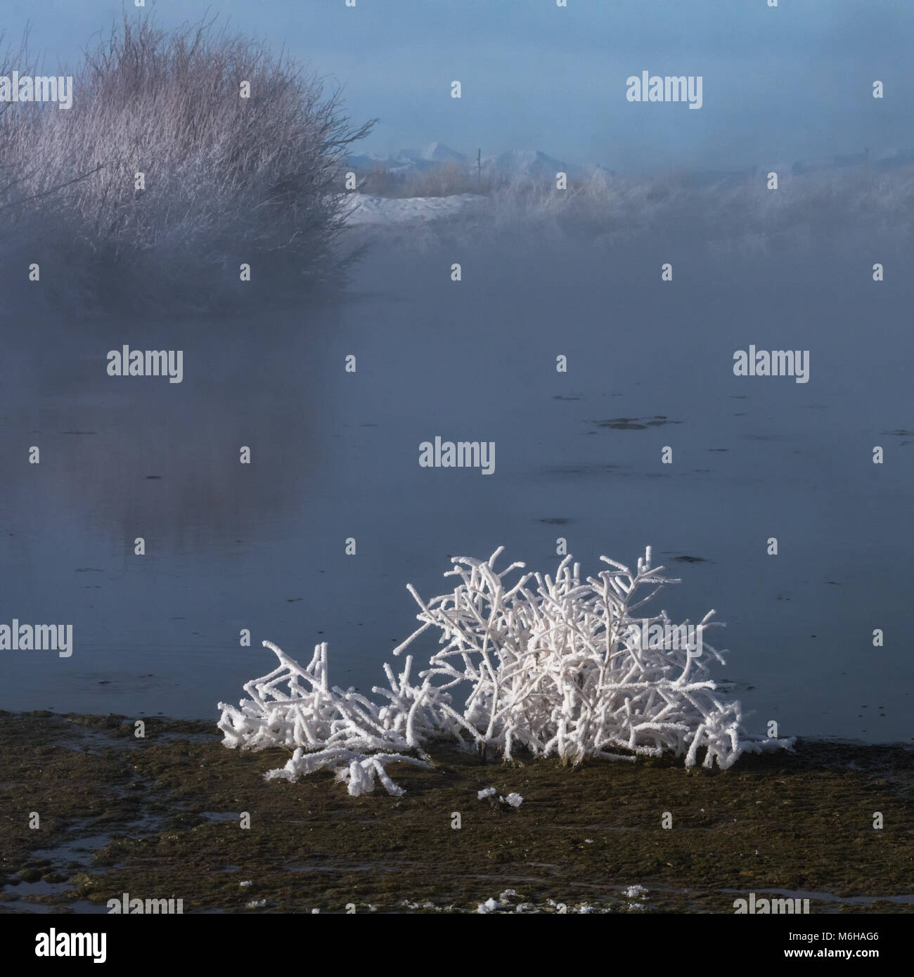 Mist from a hot spring coated an isolated plant in thick layers of hoar ...