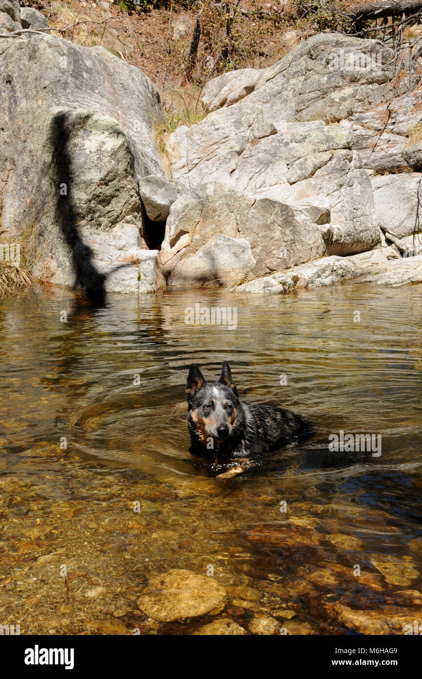A Blue Heeler swims in Lemmon Pools along the Arizona Trail, Wilderness ...