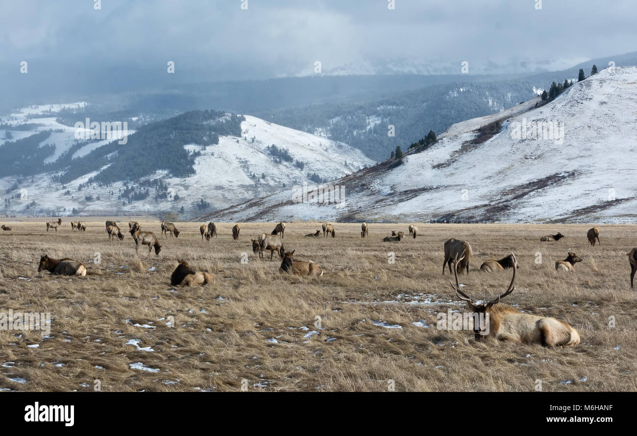 A single bull and herd of cow elk rest and graze in a golden field of ...