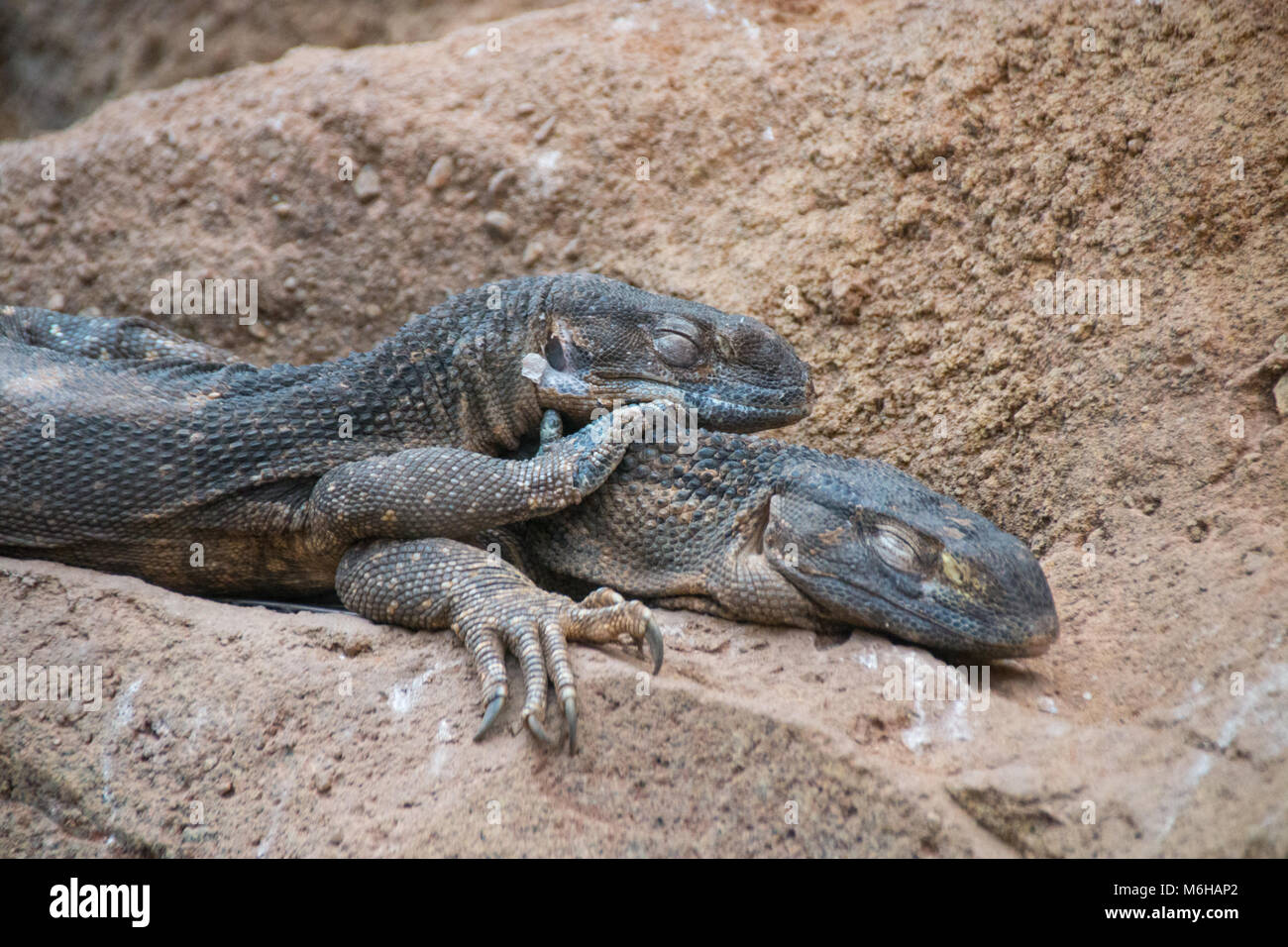 Magdeburg, Germany - 4 March 2018: Two lizards sleep together Stock ...
