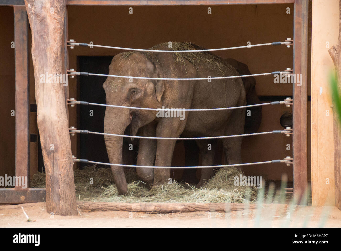 Elephant Cage High Resolution Stock Photography and Images - Alamy