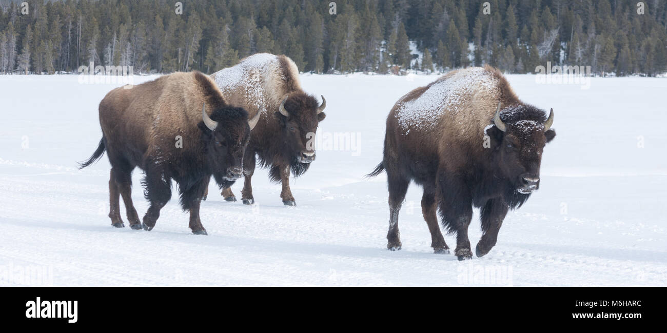 Bison bison herd walking hi-res stock photography and images - Alamy