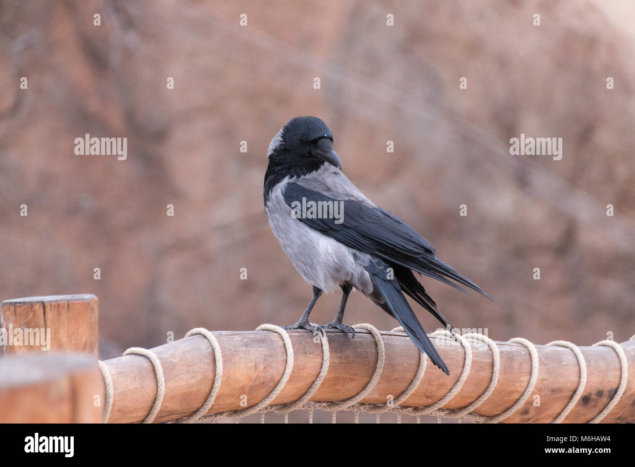 A raven cleans his back Stock Photo - Alamy