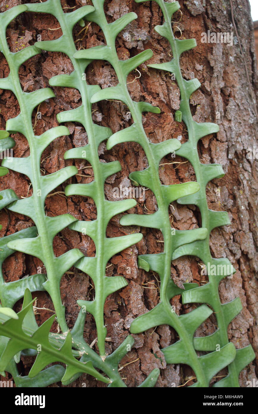 Xerophytic Vegetation