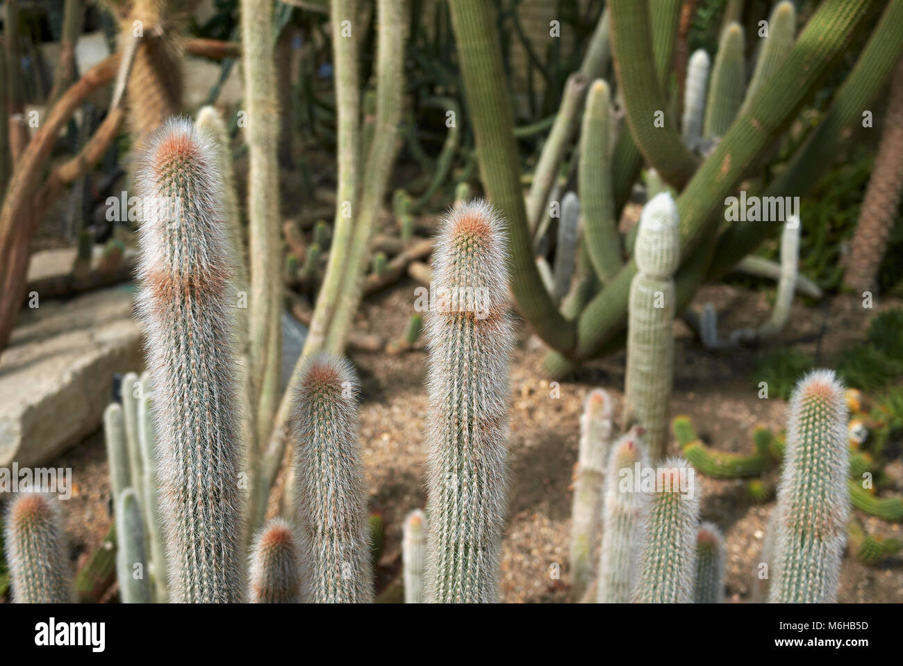 Cleistocactus High Resolution Stock Photography and Images - Alamy