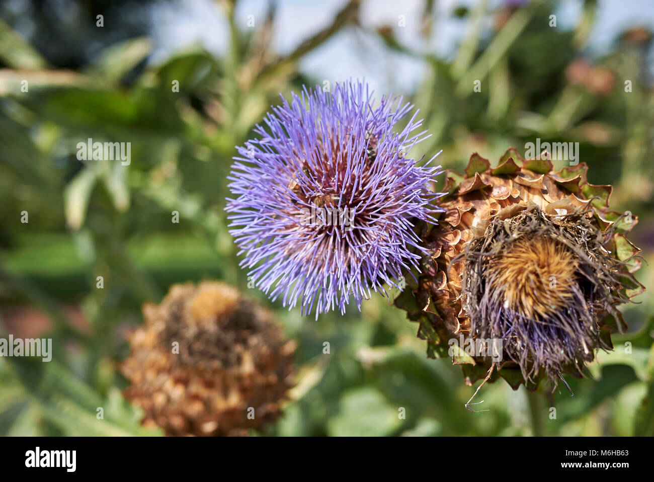 Cynara cardunculus inflorescence Stock Photo - Alamy