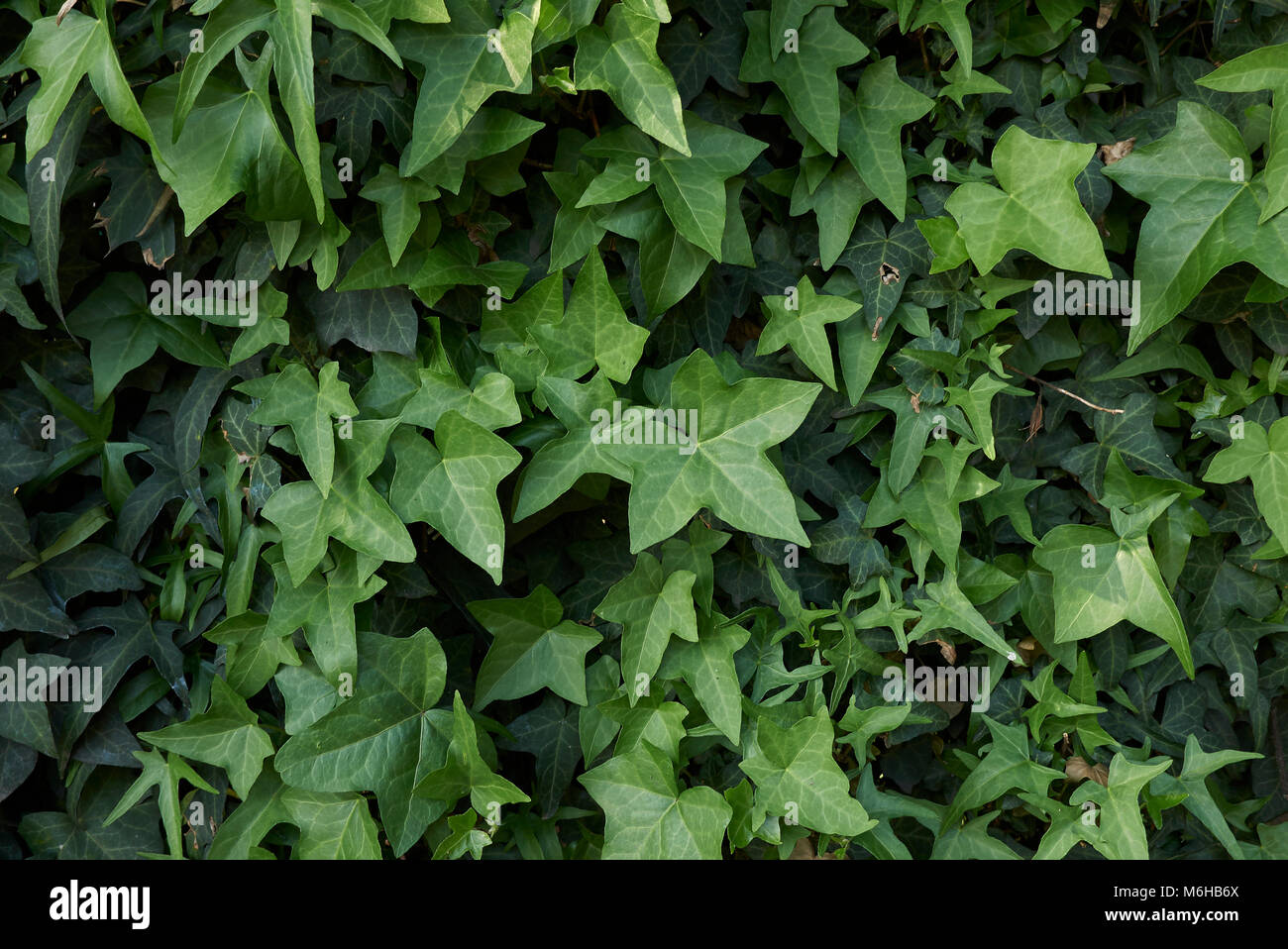 Hedera helix climber Stock Photo - Alamy