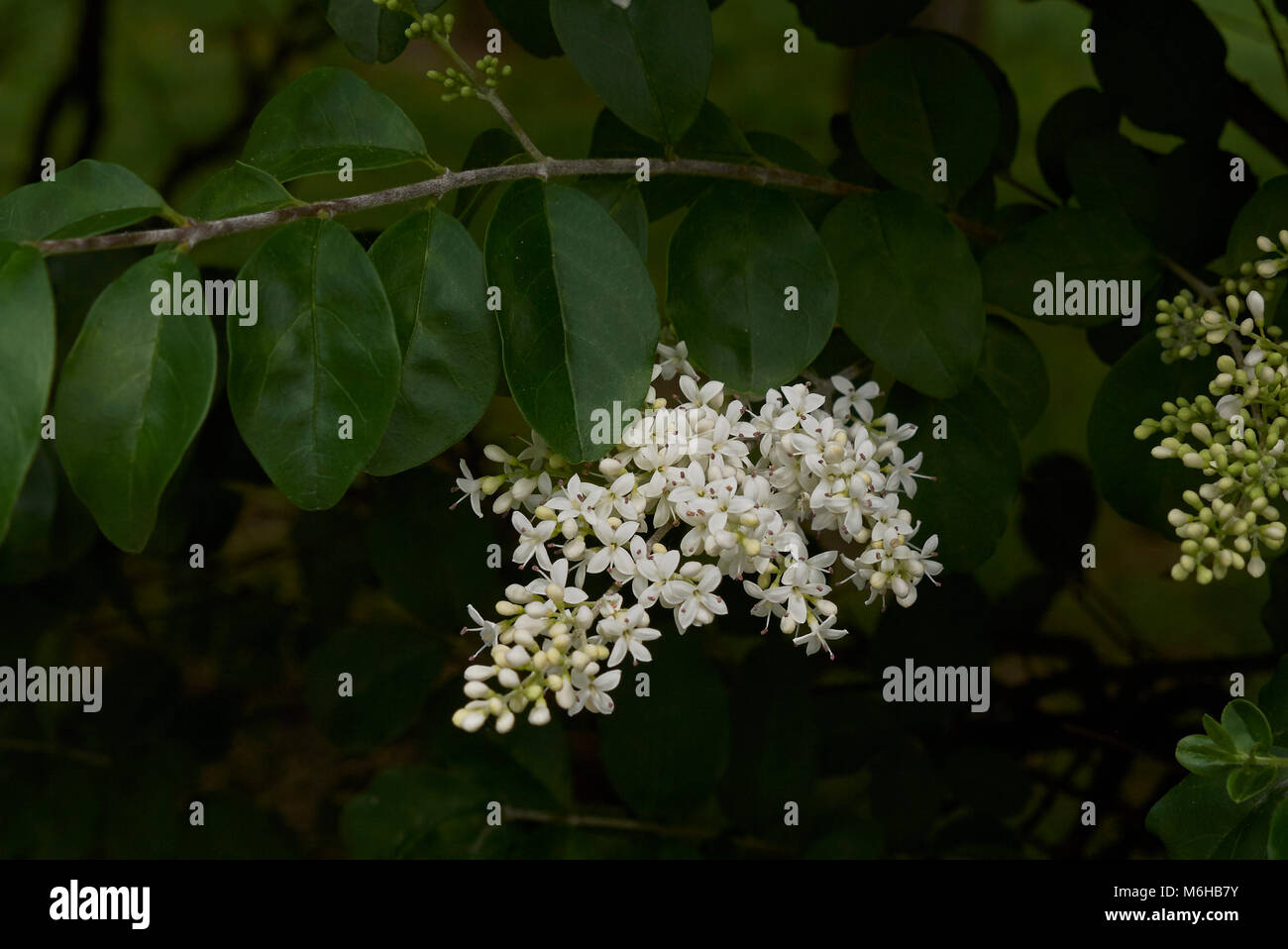 Ligustrum vulgare hedge hi-res stock photography and images - Alamy