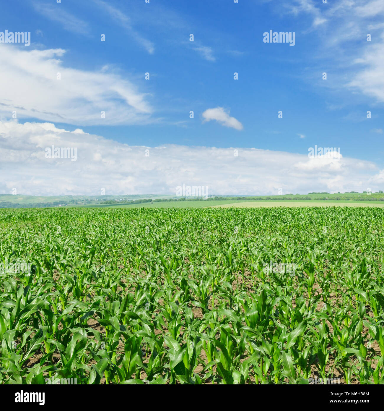 green corn field and blue sky Stock Photo - Alamy