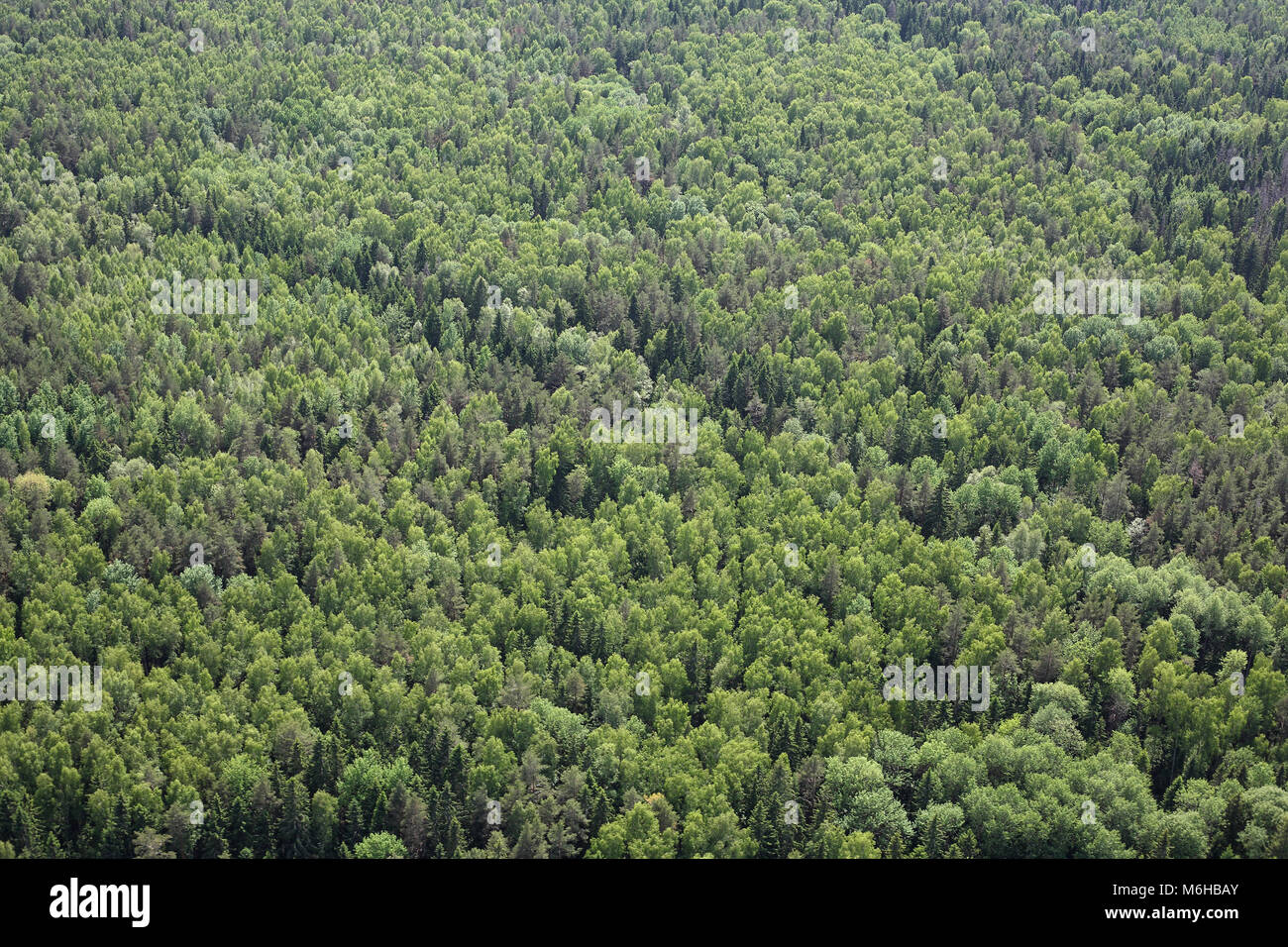 Aerial Views - Russia. Russian mixed coniferous forest. Shooting from ...