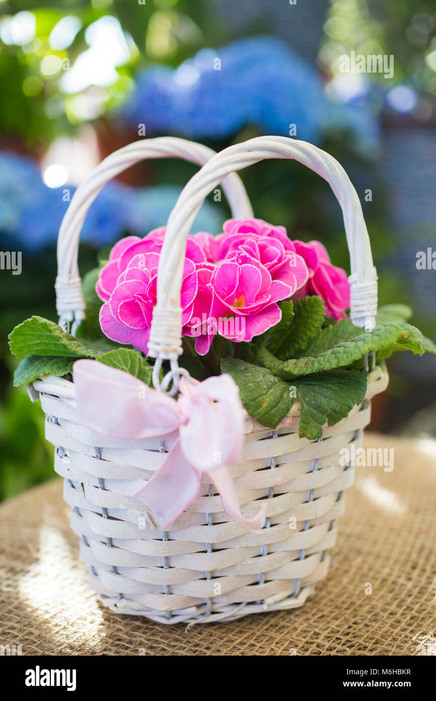 Pink Primula acaulis 'Rubens Mix' planted in a white basket for Mother ...