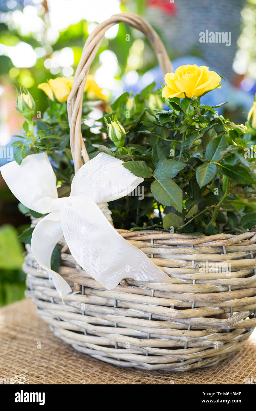 Yellow Roses planted in a wicker basket for Mother's Day Stock Photo ...
