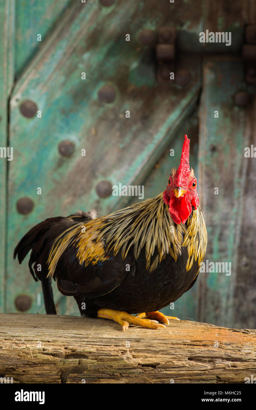 Rooster. Bantam breed originally from Brianza, a hilly area north of ...
