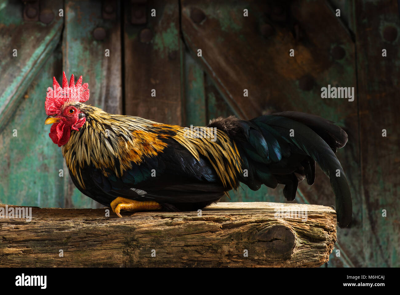 Rooster. Bantam breed originally from Brianza, a hilly area north of ...