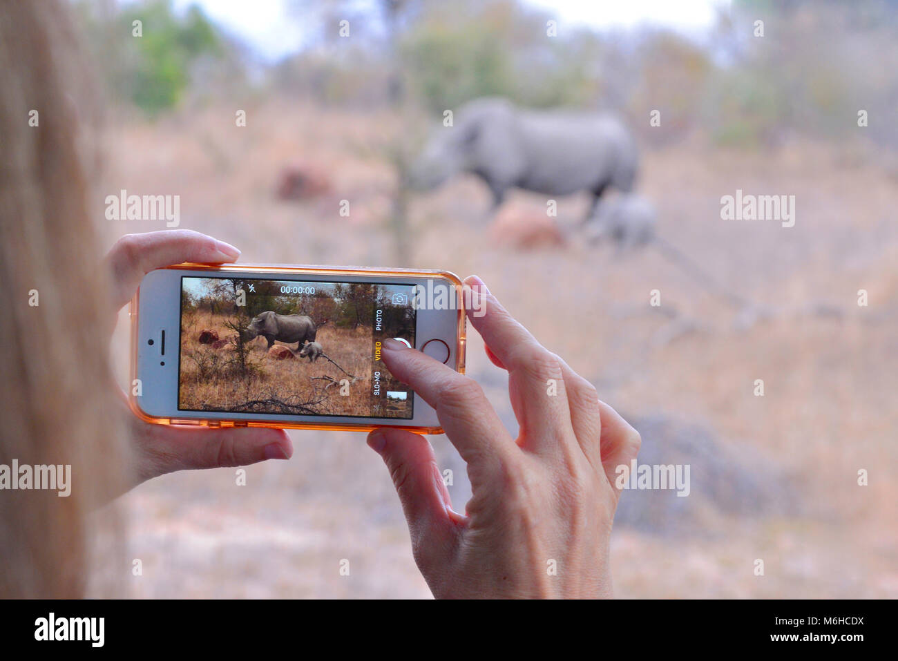 Kruger park, South Africa woman photographing white rhino with cell ...