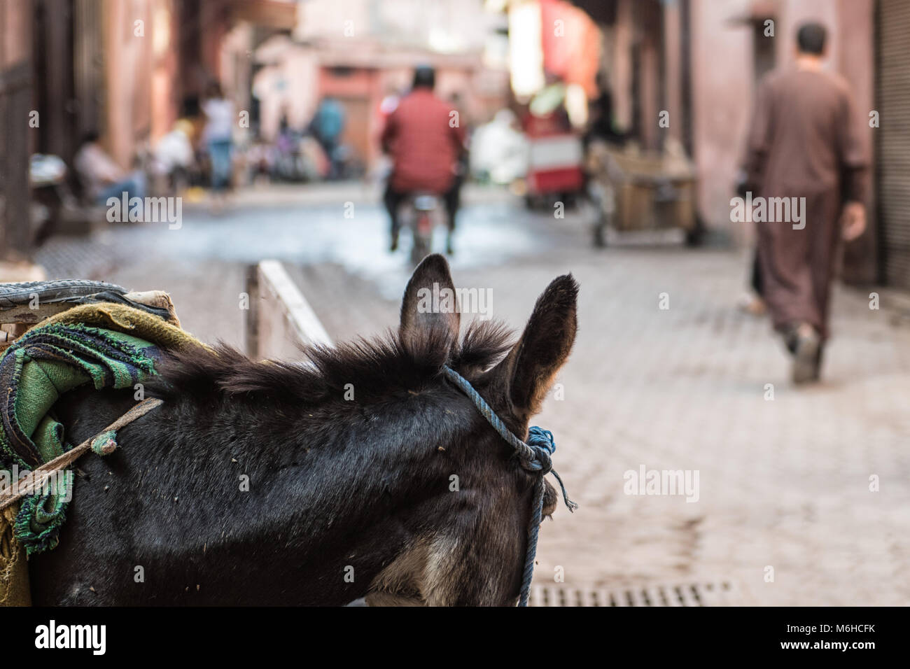 A donkey looks back along a busy medina street in Marrakech, Morocco. A ...