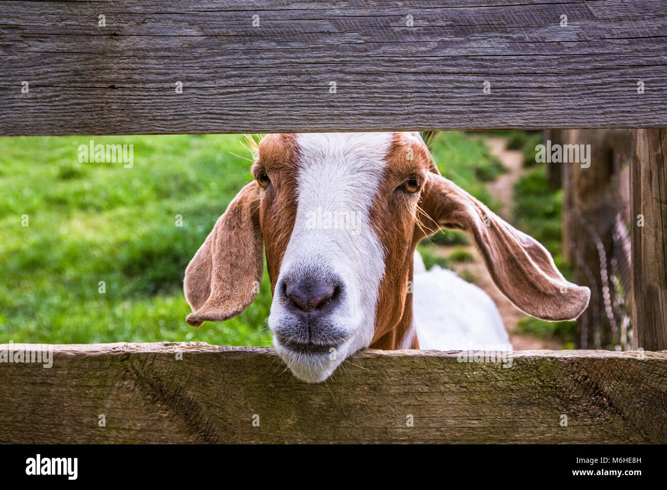 Close up Goat peeking through fence, Lancaster County, Pennsylvania ...