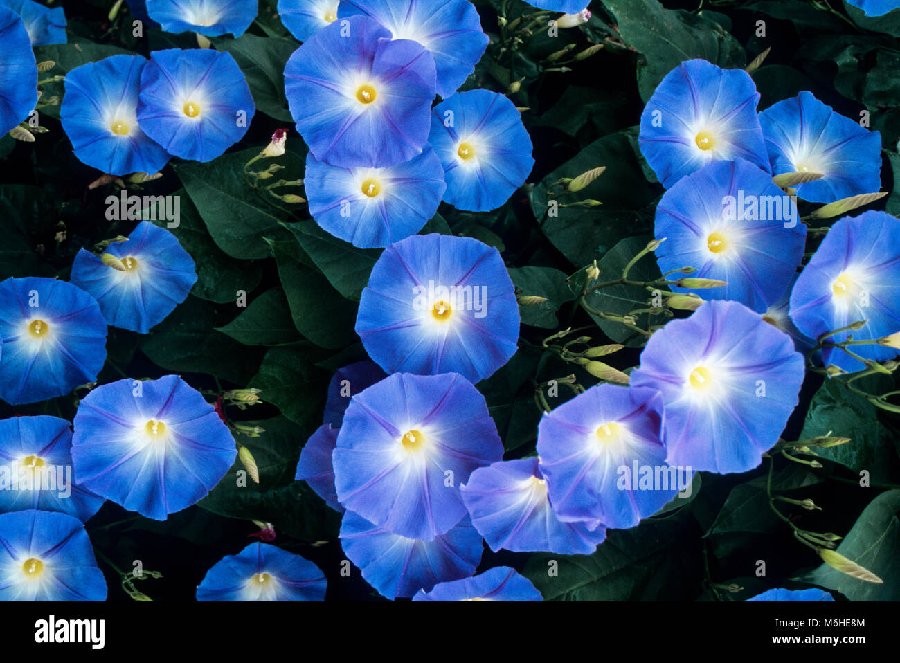 Twining vine ‘heavenly blue’ hi-res stock photography and images - Alamy