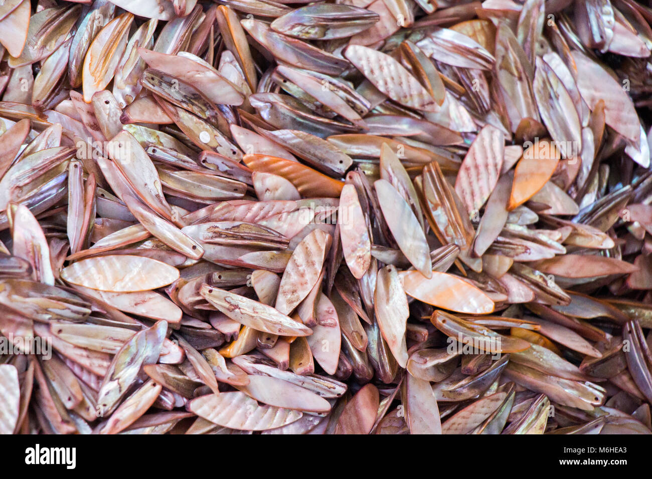 Various types of little colorful seashells Stock Photo - Alamy