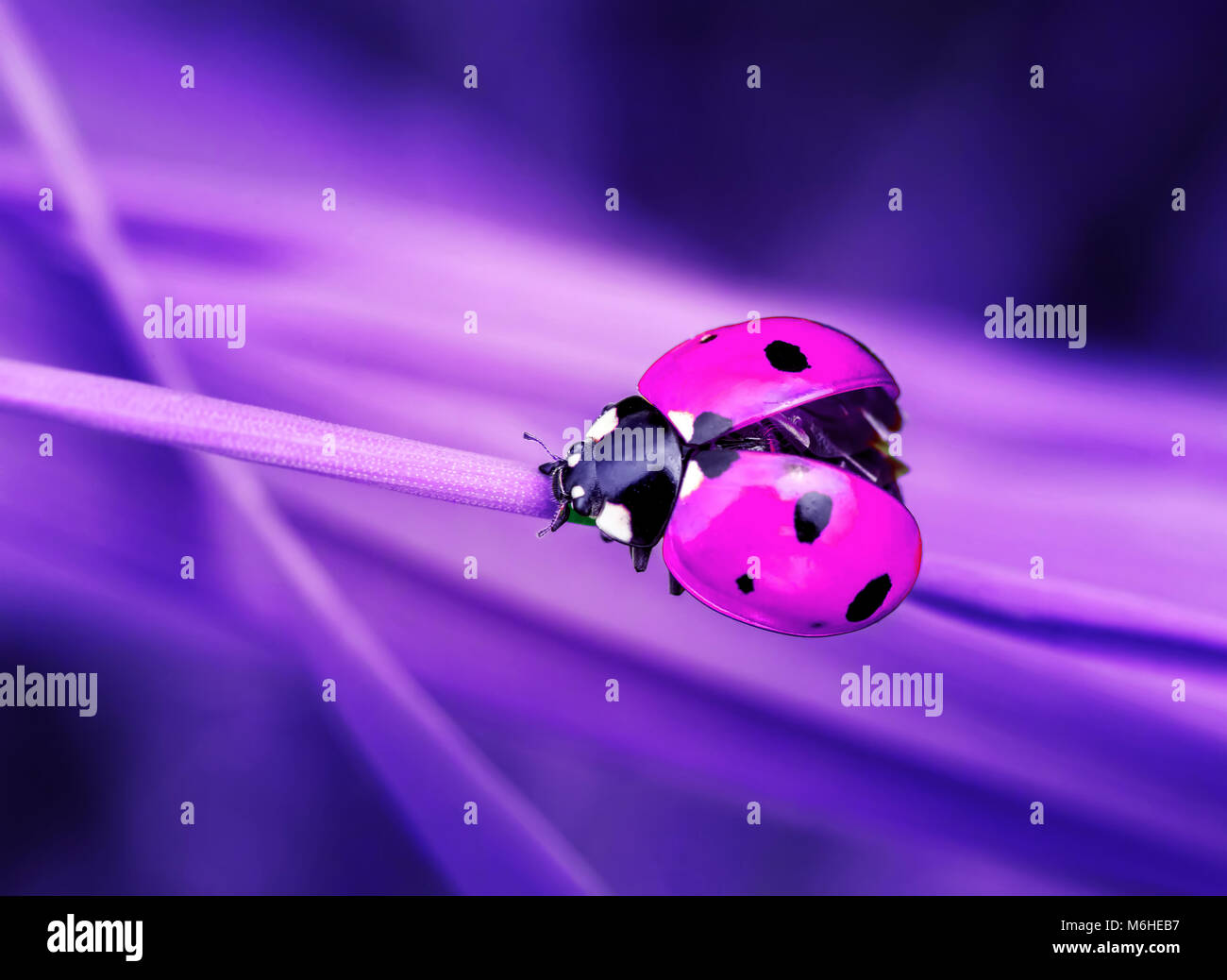 Ultra violet Ladybug Stock Photo - Alamy