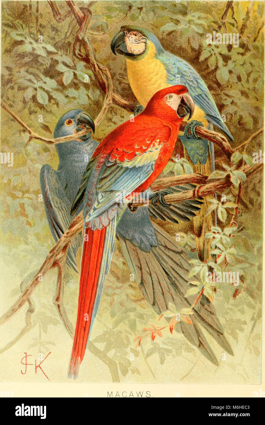 "The royal natural history" (1893 Stock Photo - Alamy