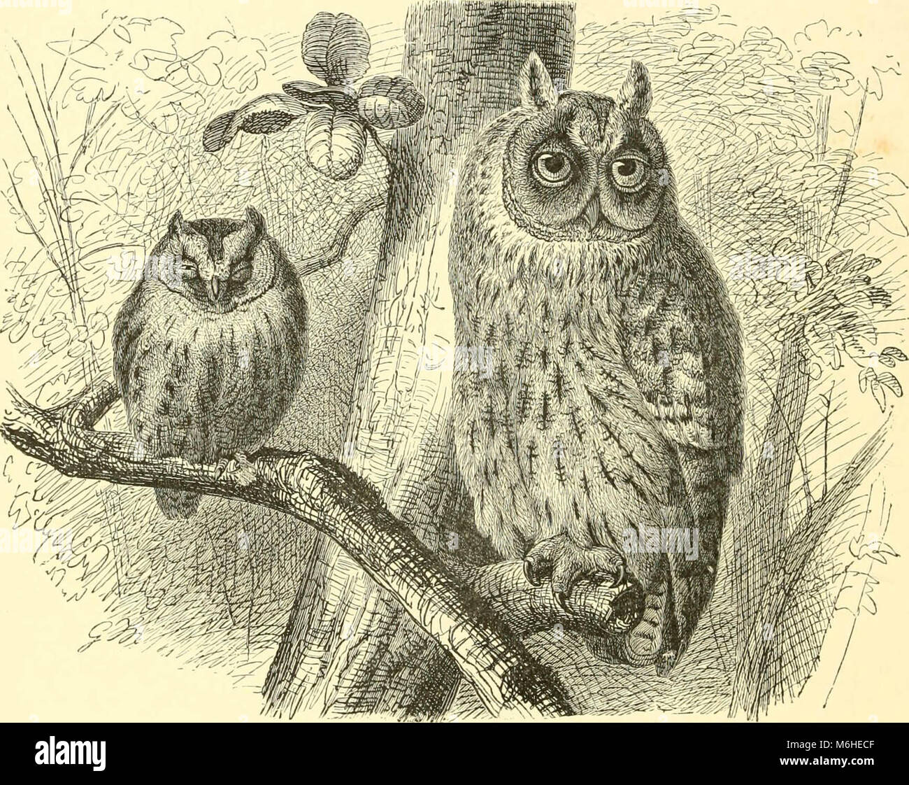 "The royal natural history" (1893 Stock Photo - Alamy