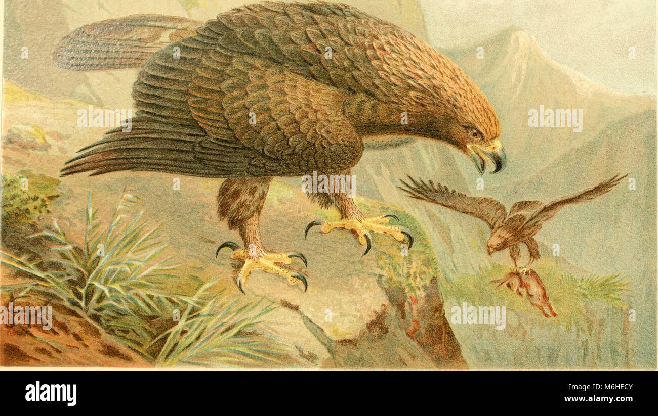 "The royal natural history" (1893 Stock Photo - Alamy