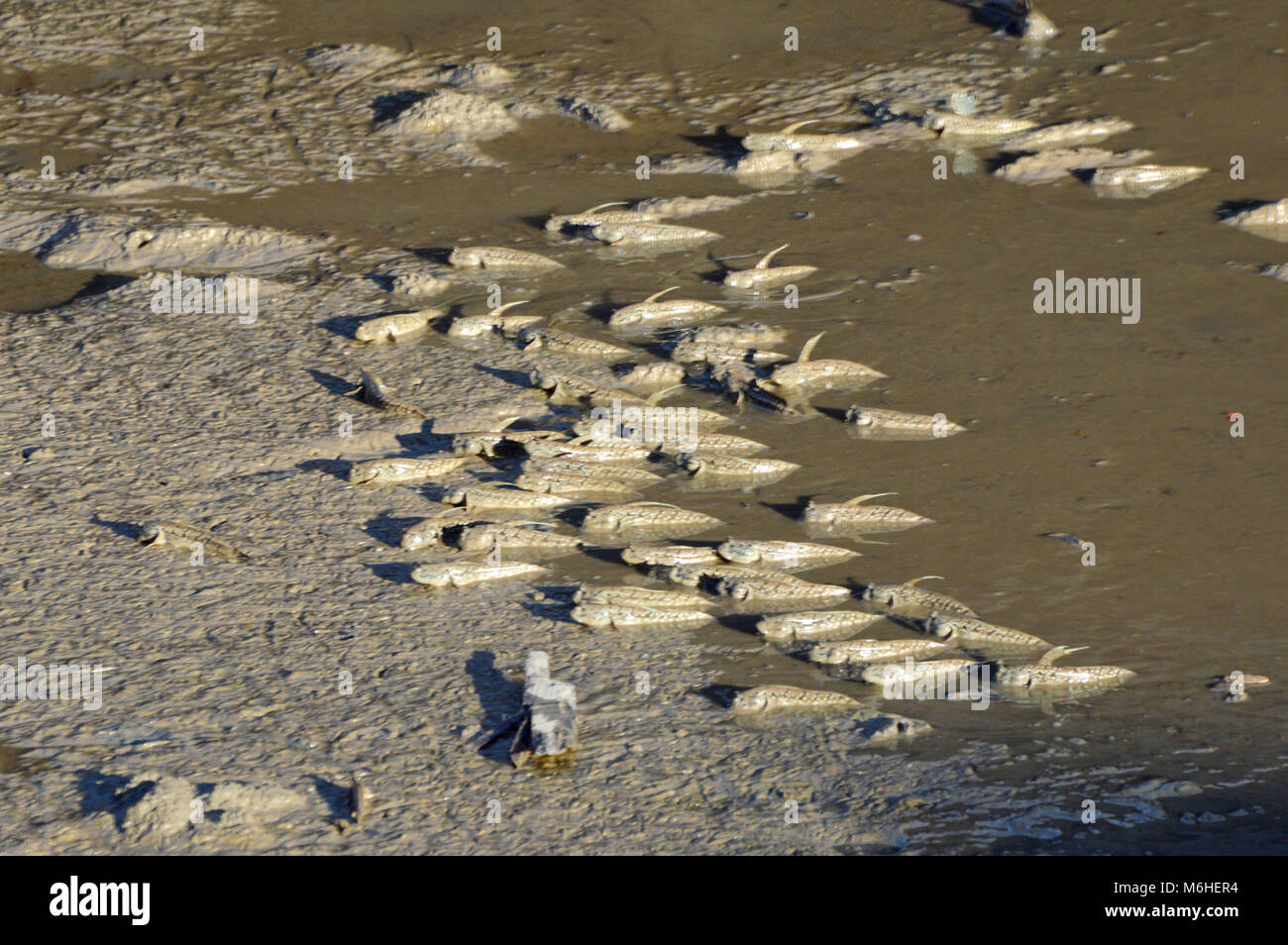Mudskipper eating hi-res stock photography and images - Alamy
