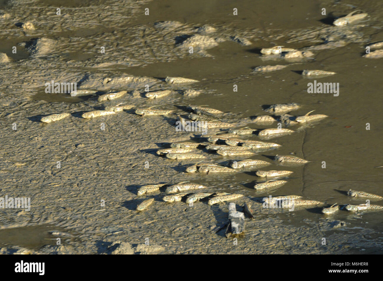 Mudskipper eating hi-res stock photography and images - Alamy
