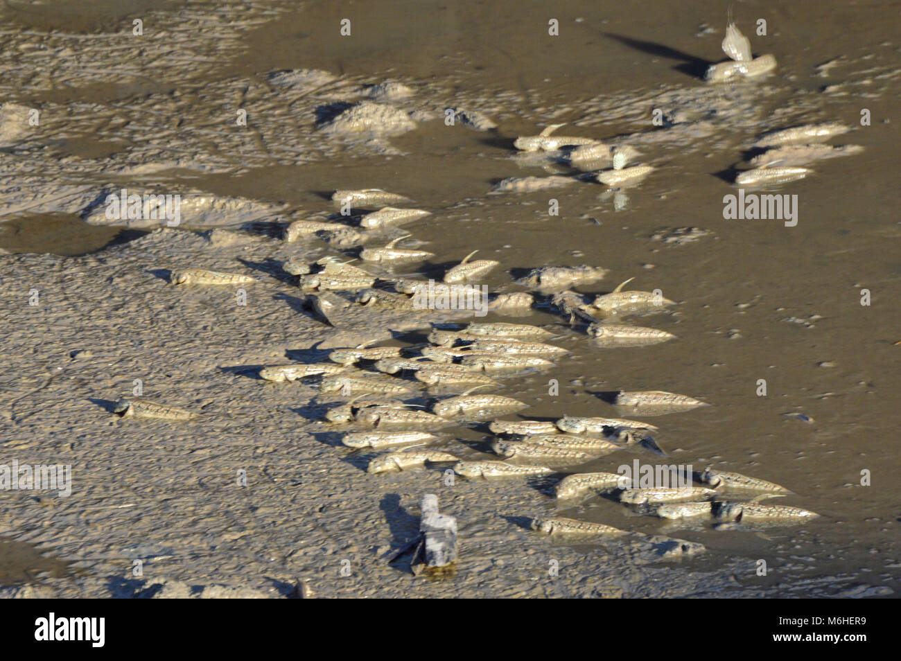 Giant mudskipper hi-res stock photography and images - Alamy
