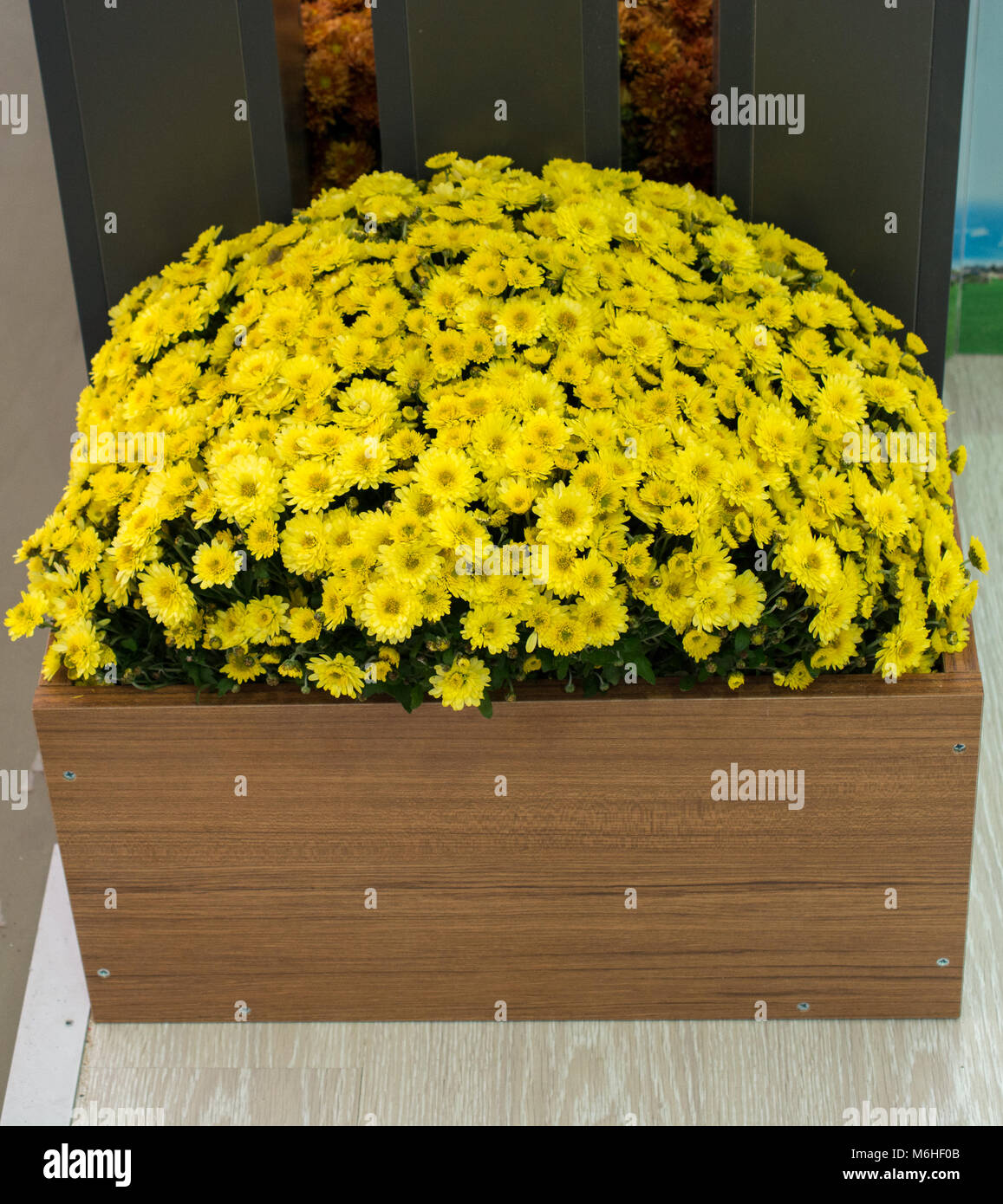 Beautiful colorful natural spring flowers in view Stock Photo - Alamy