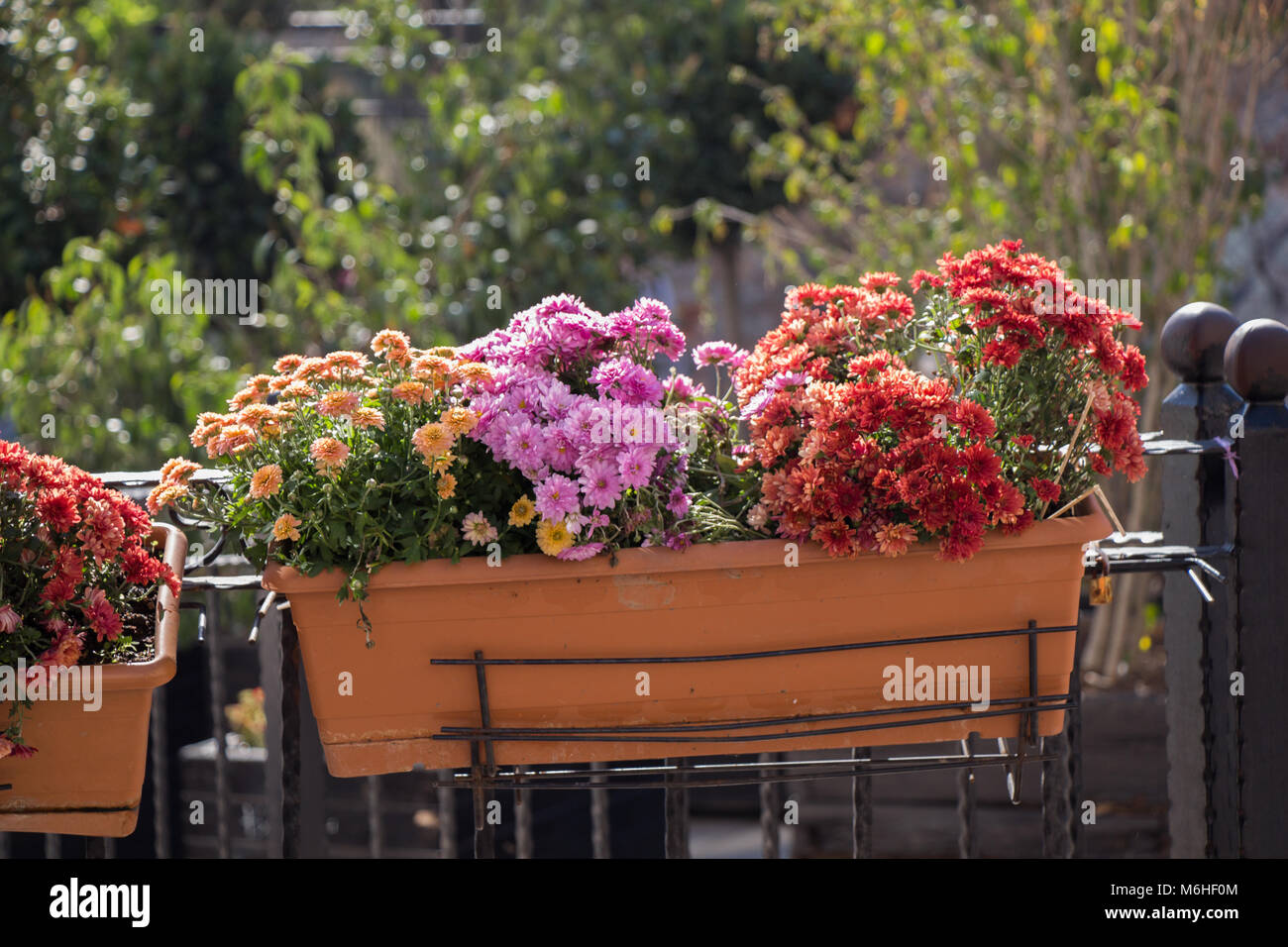 Beautiful colorful natural spring flowers in flower pot Stock Photo - Alamy