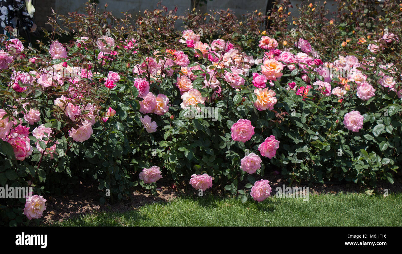 Blooming beautiful colorful roses in the garden background Stock Photo ...