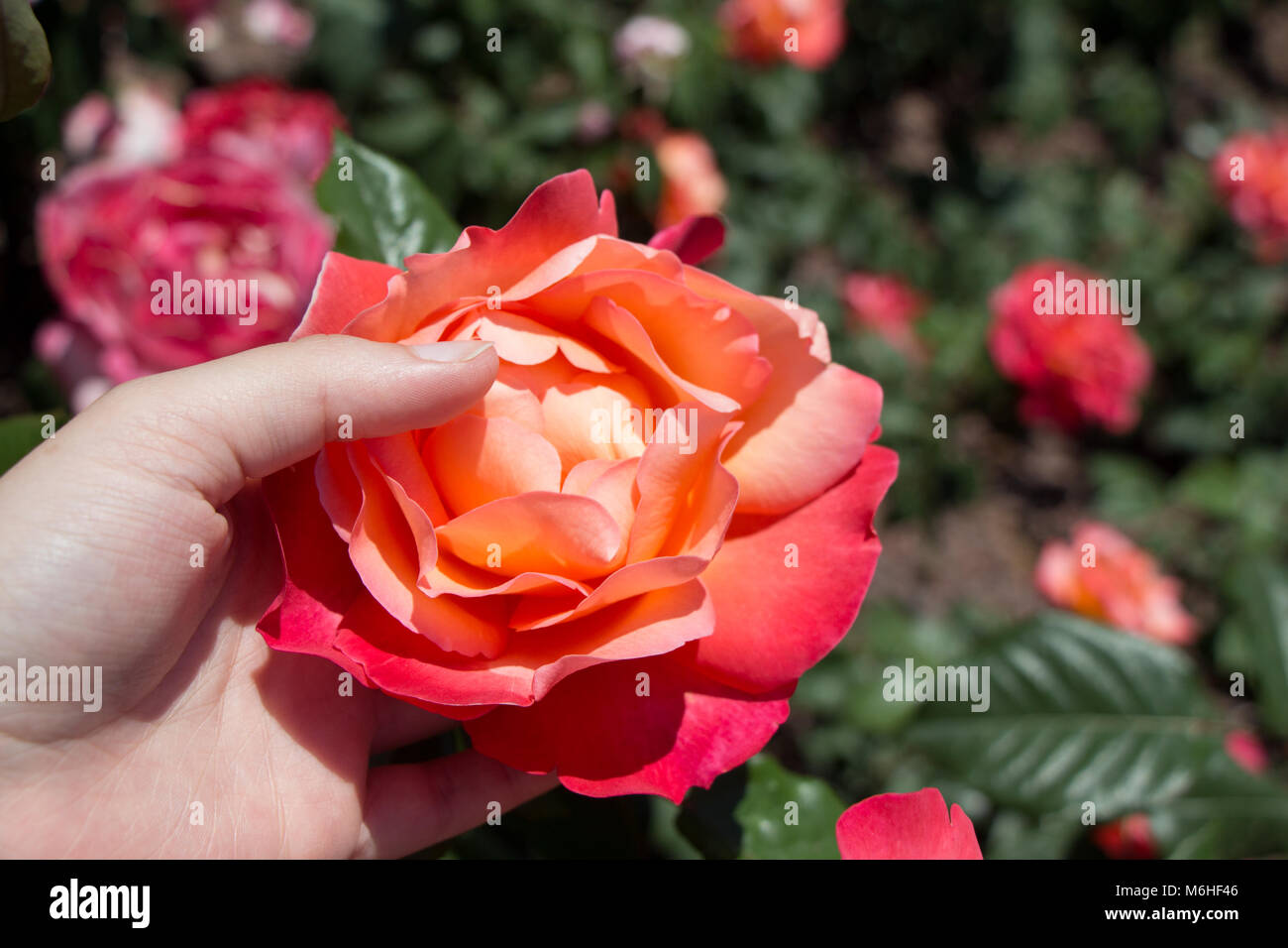 Hand holding rose bloom in in the garden Stock Photo - Alamy